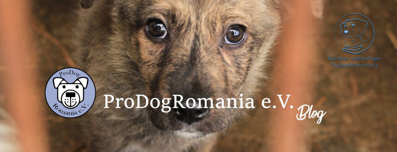 Willkommen bei ProDogRomania e.V.